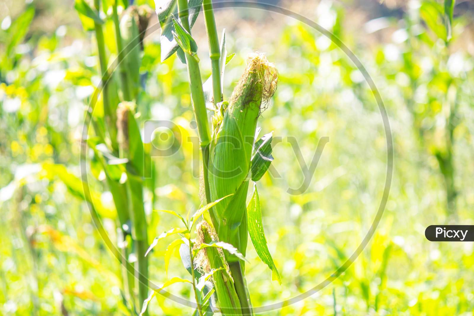 Image of Corn In Garden,Beauty Corn Flower Green Corn Field In Asia ...