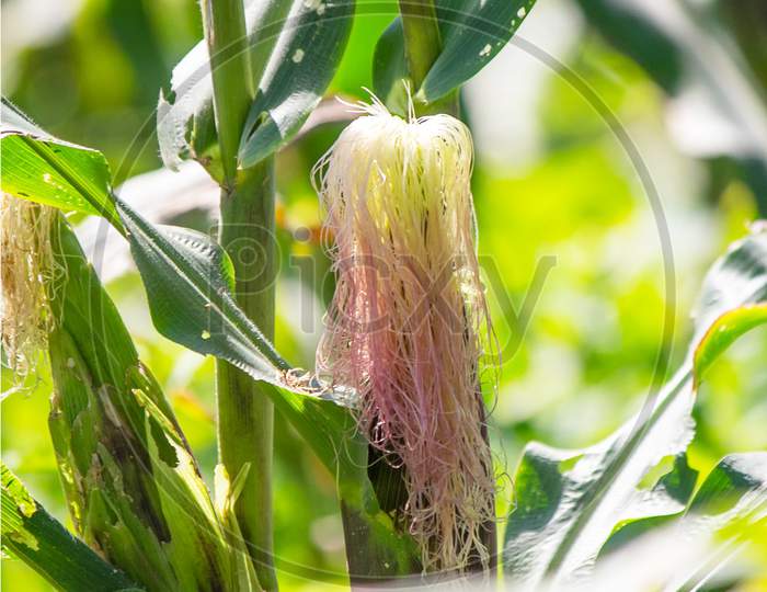 Image of Corn In Garden,Beauty Corn Flower Green Corn Field In Asia ...