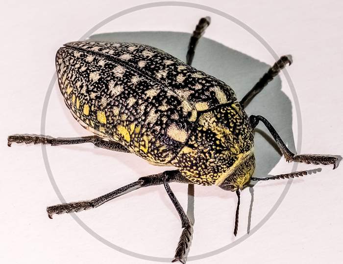 Image of The Sulphurous Jewel Beetle (Julodis Euphratica), Insect In ...