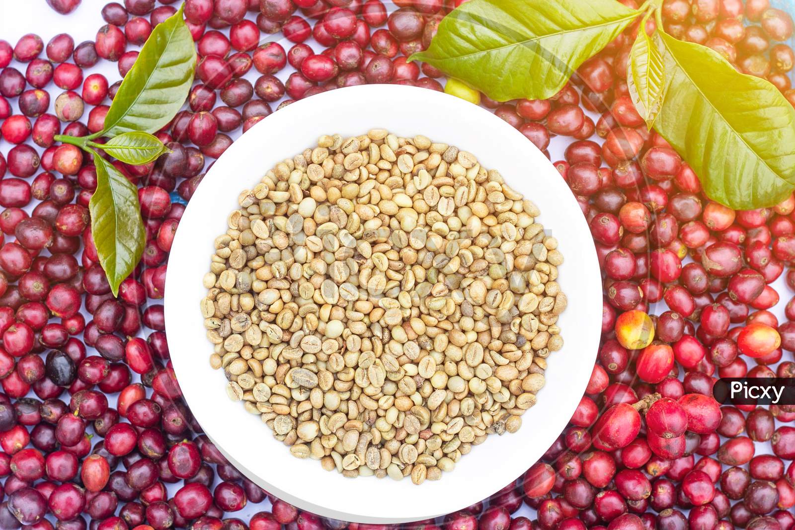 Image of Big Coffee,Laos Coffee,Pakxong Coffee Fruits Farming In Asia ...