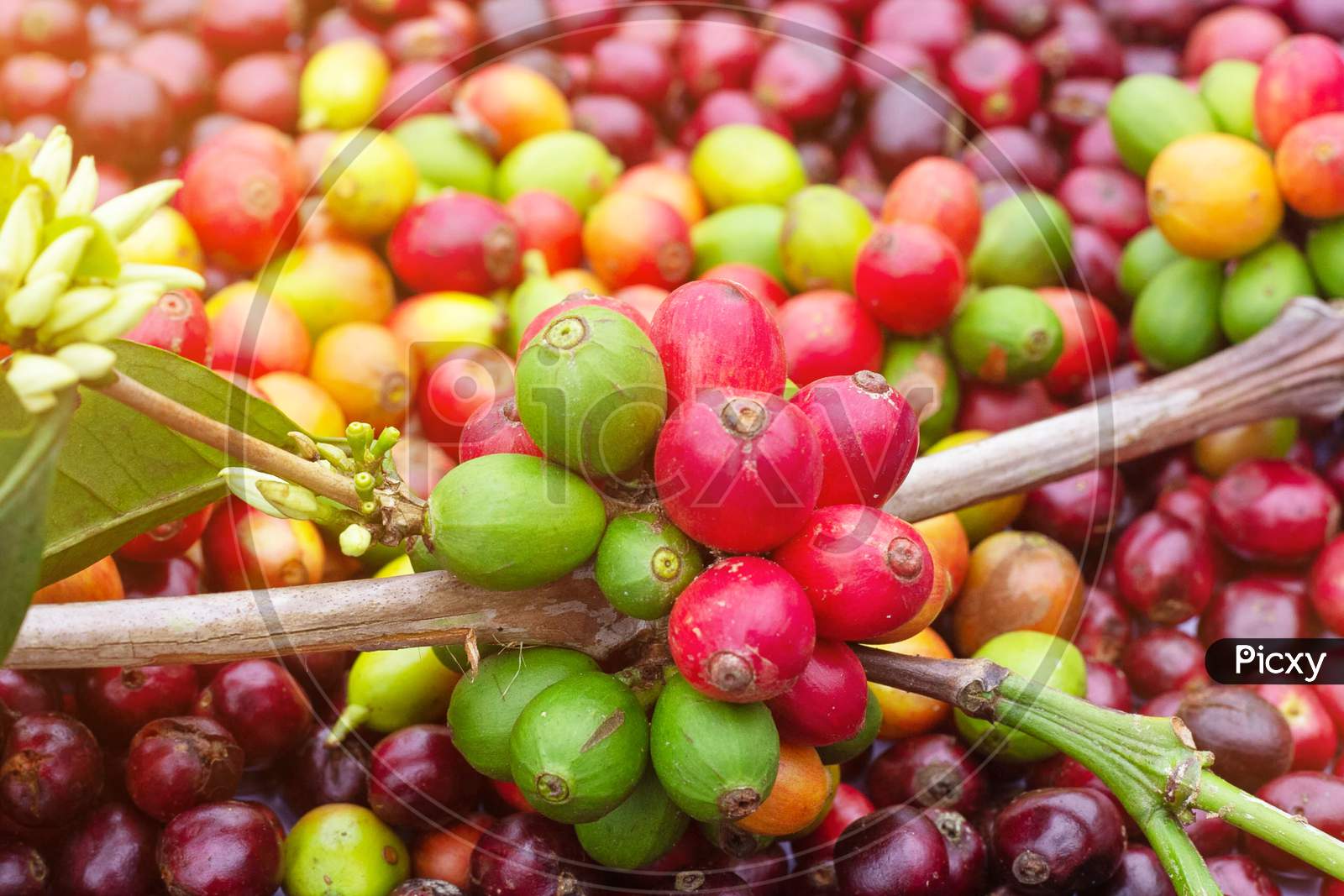 Image of Laos Coffee,Pakxong Coffee Fruits Farming In Asia, Big Coffee ...
