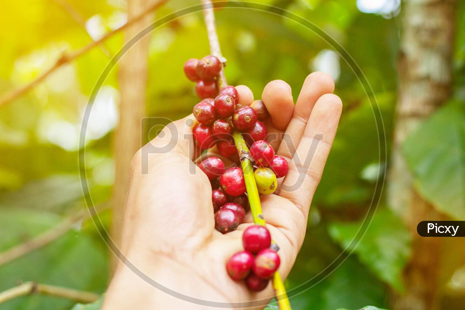 Image of Laos Coffee,Pakxong Coffee Fruits Farming In Asia, Big Coffee ...