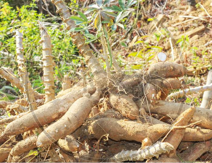 Image of Big Manioc Or Tapioca Plant, Genus Manihot,Cassava In Garden ...