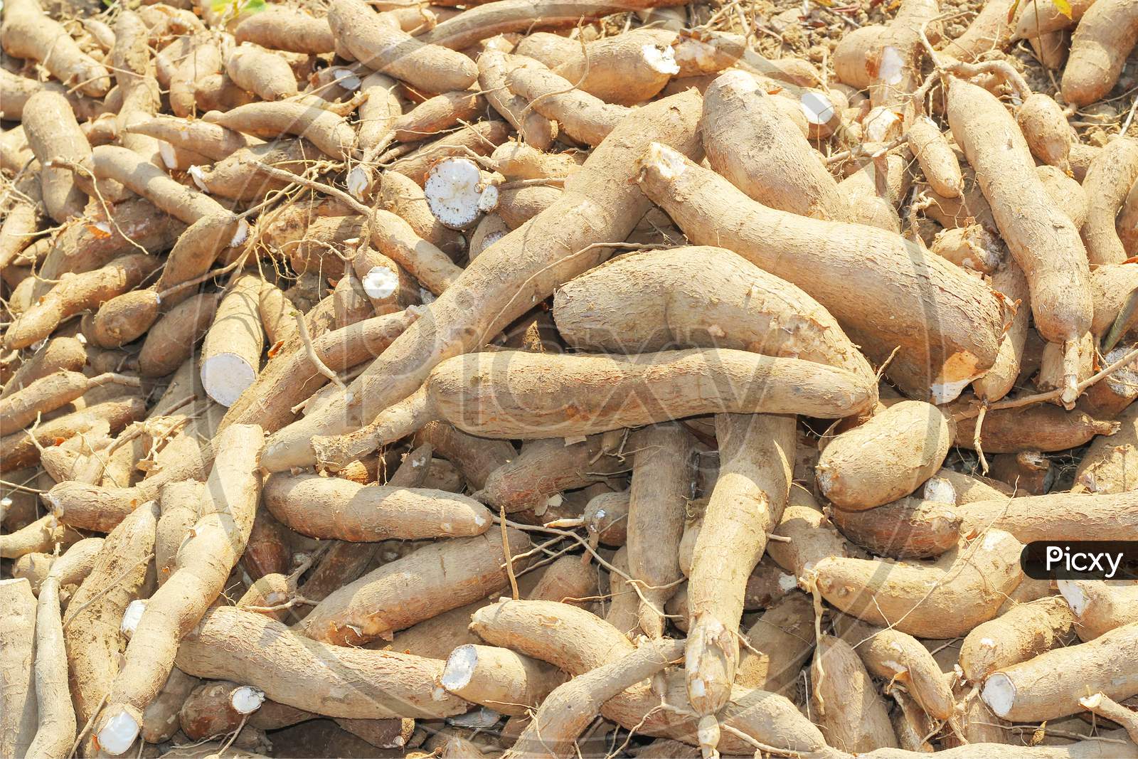 Image of Big Manioc Or Tapioca Plant, Genus Manihot,Cassava In Garden ...