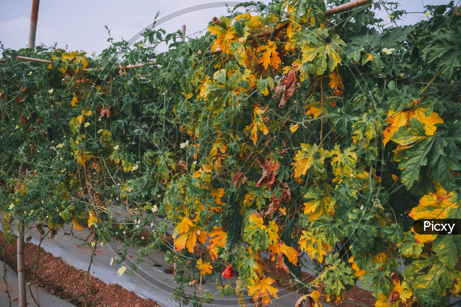 Image of Bitter Gourd Cultivation In The Field-IP022996-Picxy