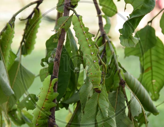 Image of Large Green silkworm sericulture Green Silkworm cocoon and larvae. Polyphemus Moth ...