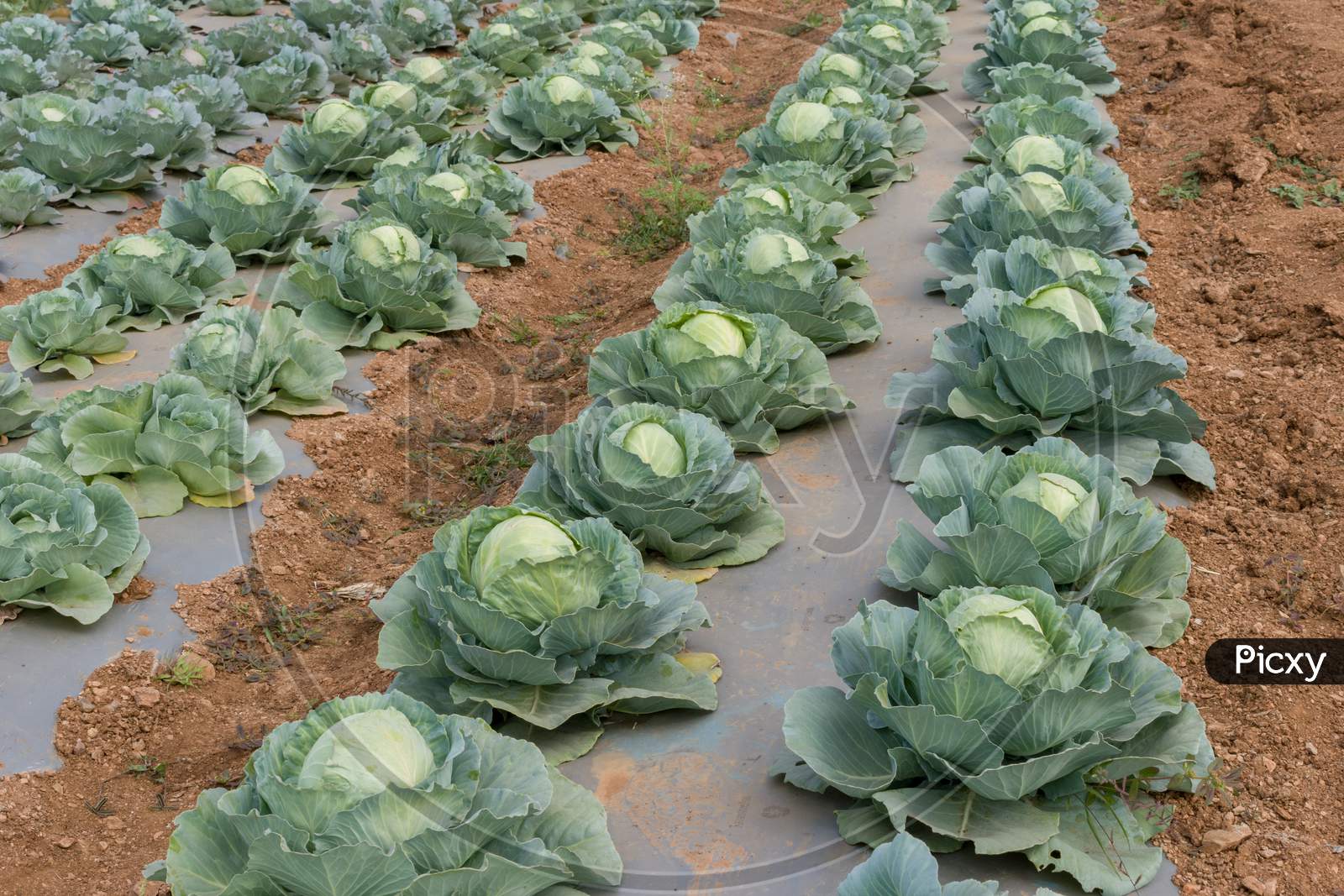 Image of Cabbage Plantation Using Modern Technology In Horticulture ...