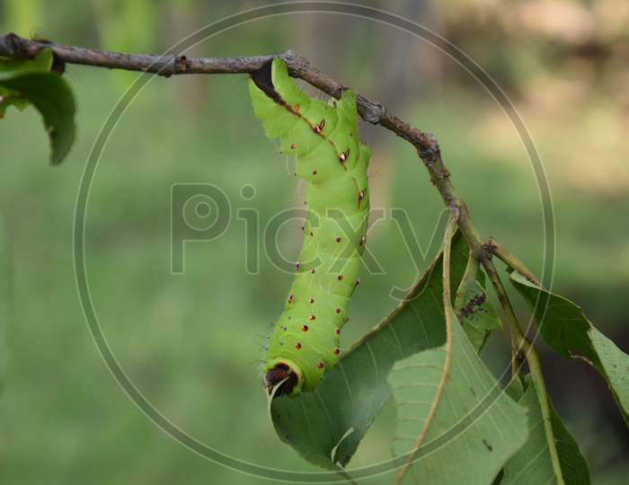 Image of Large Green silkworm sericulture Green Silkworm cocoon and ...