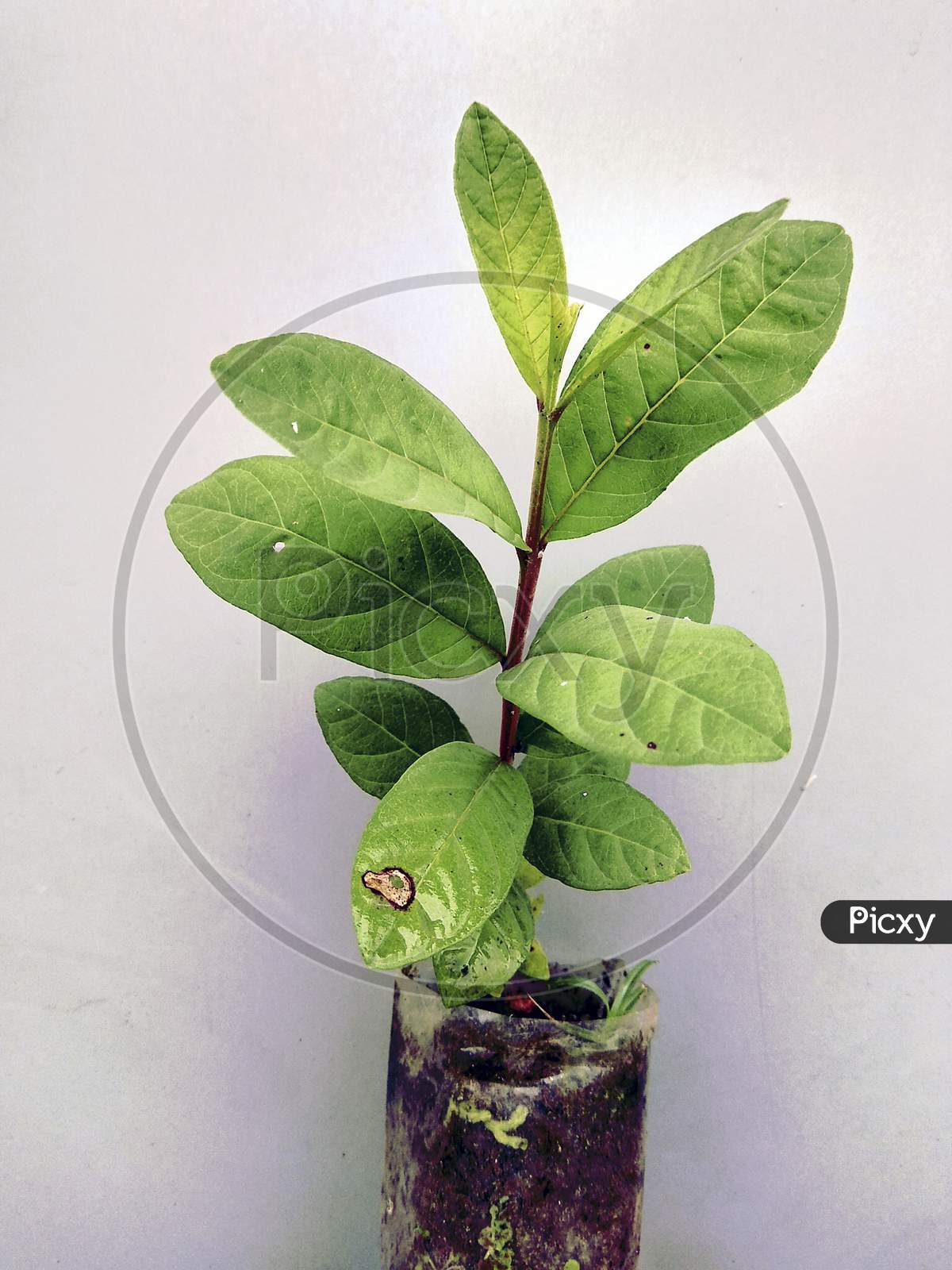 Image of Close-Up Of Young Guava Plant At Home Top Garden-ES767756-Picxy