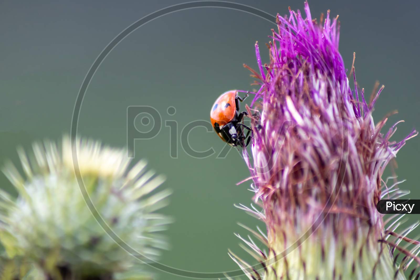 Image of Beautiful black dotted red ladybug beetle climbing in a plant ...