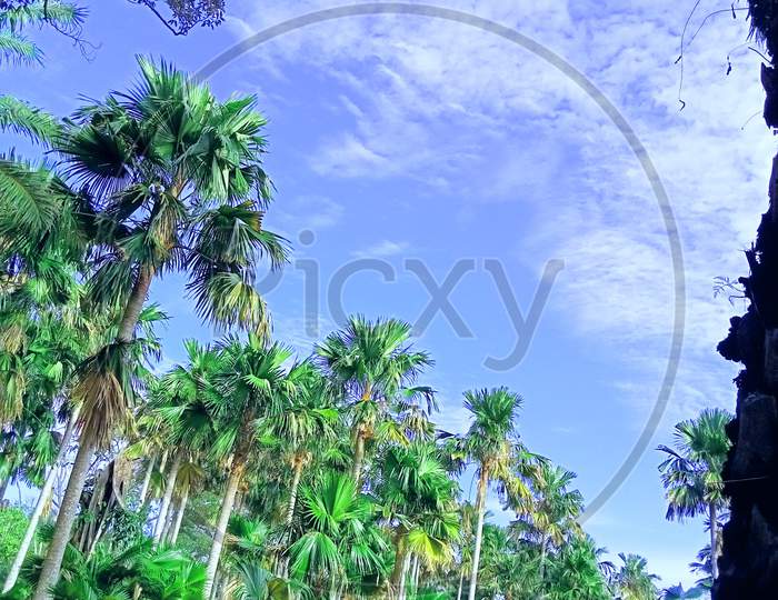 Image of jangal pic tree pic beautiful jangal pictures-BK401308-Picxy