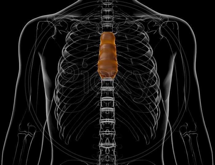 Image of Human Skeleton Body Of Sternum Bone Anatomy For Medical ...