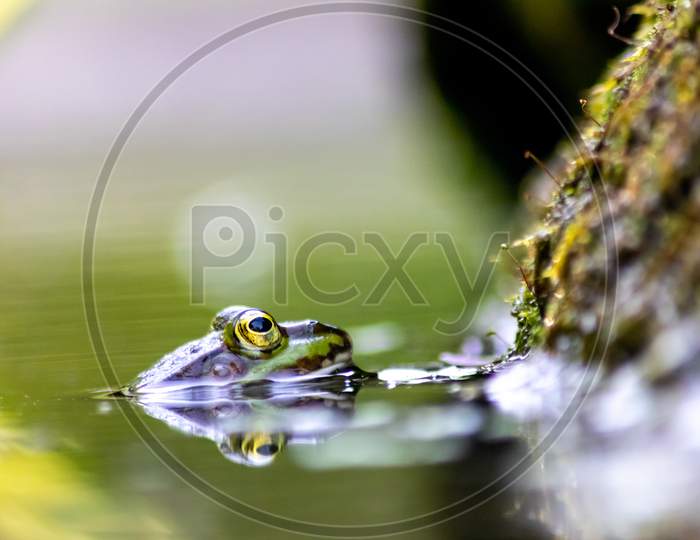 Image of Big green frog in garden pond with beautiful reflection at the ...