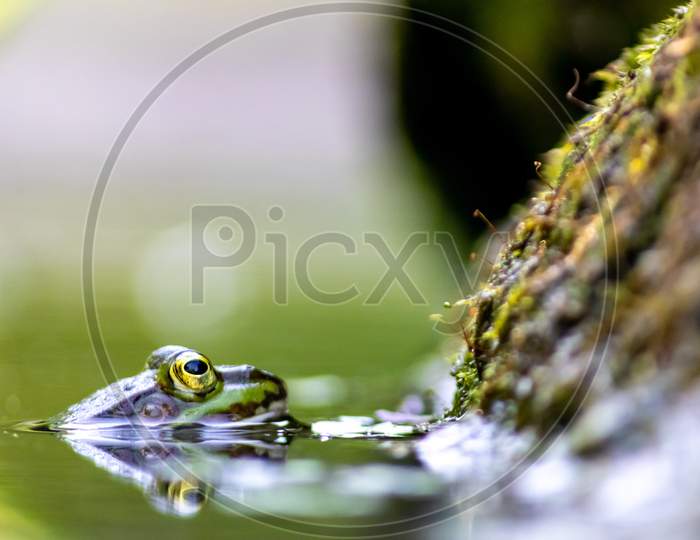 Image of Big green frog in garden pond with beautiful reflection at the ...