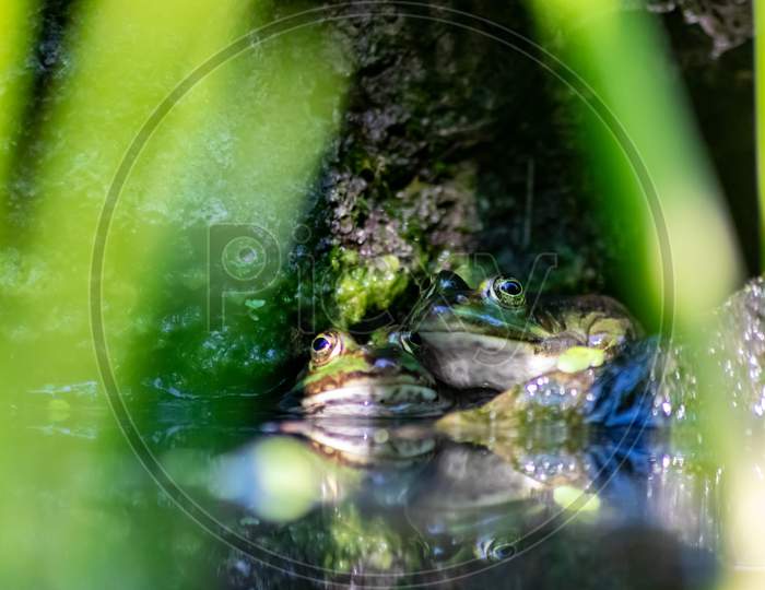 Image of Big green frog in garden pond with beautiful reflection at the ...