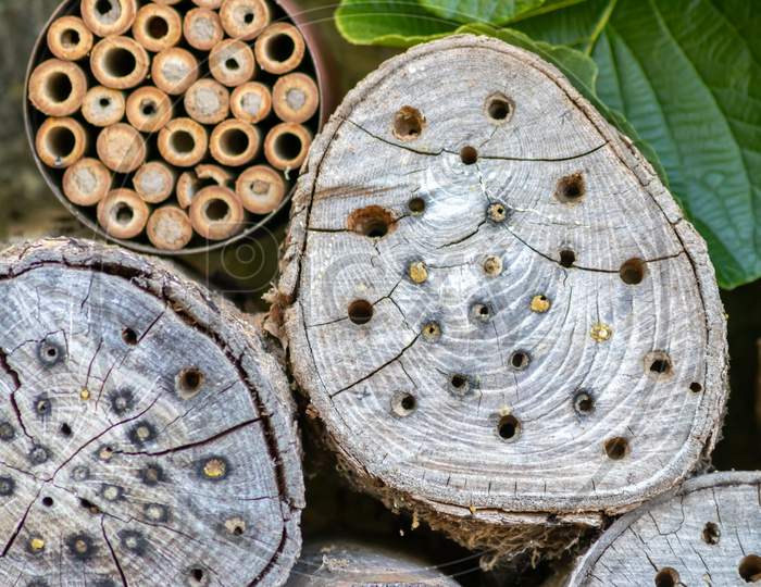 Image of Organic bee hotel as nesting place with holes in wood for ...