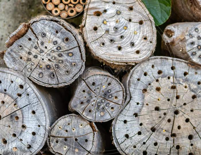 Image of Organic bee hotel as nesting place with holes in wood for ...