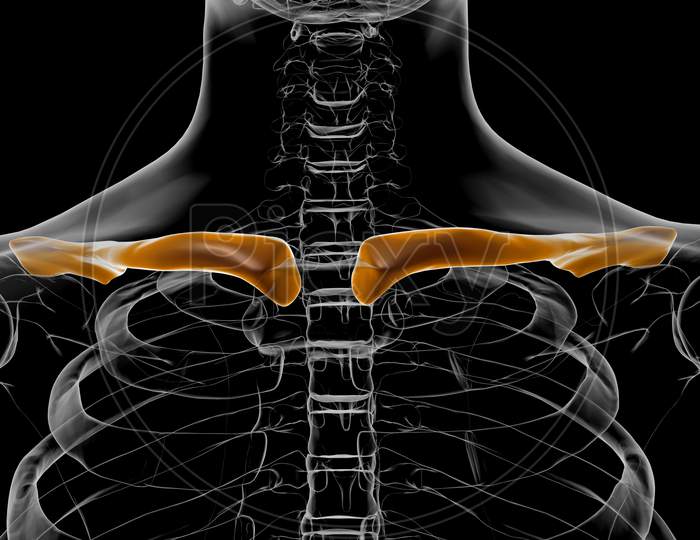 Image of Human Skeleton Anatomy Clavicle Bones 3D Rendering-BM972810-Picxy