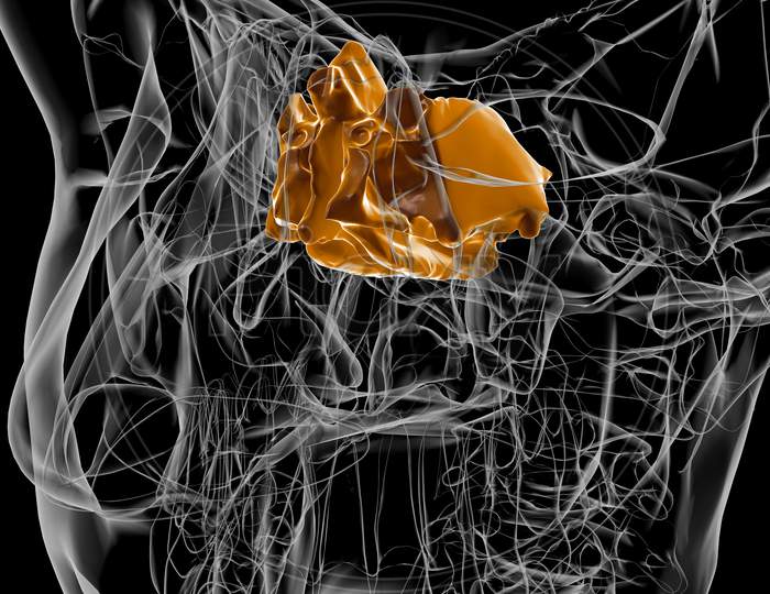 Image of Human Skeleton Ethmoid Anatomy For Medical Concept 3D-BZ899961 ...