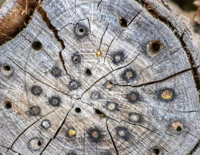 Image of Organic bee hotel as nesting place with holes in wood for ...