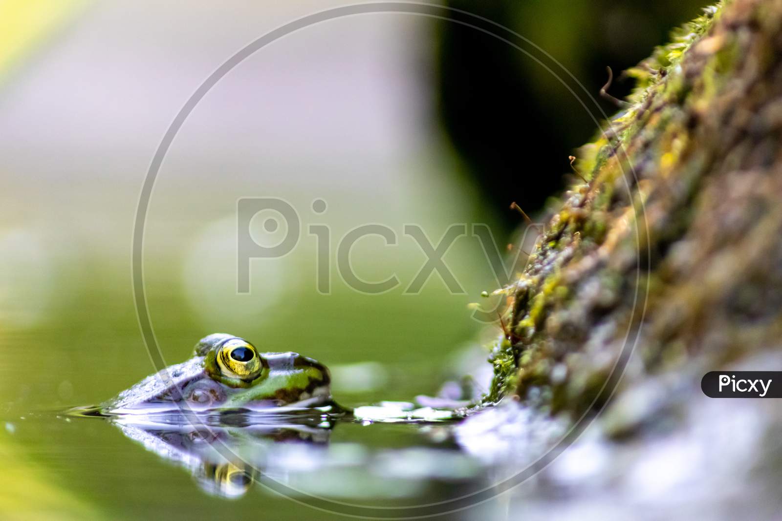 Image of Big green frog in garden pond with beautiful reflection at the ...