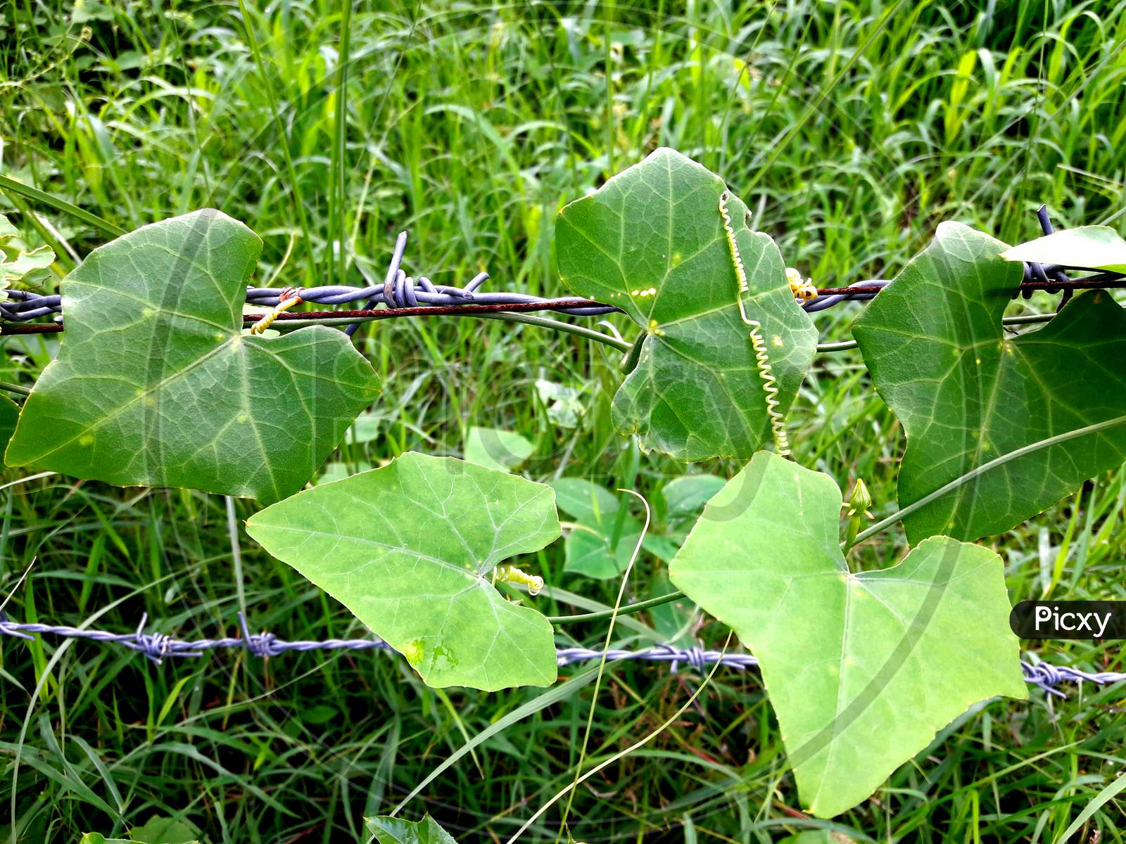 Green Jungle Vines