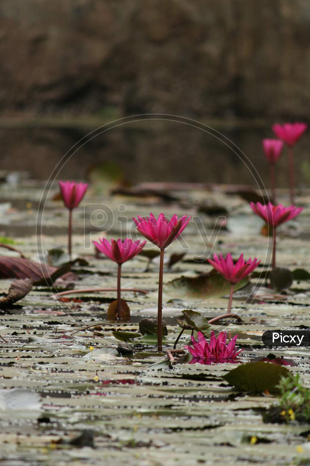 Image of Water Lillies in a pond.-MV585352-Picxy