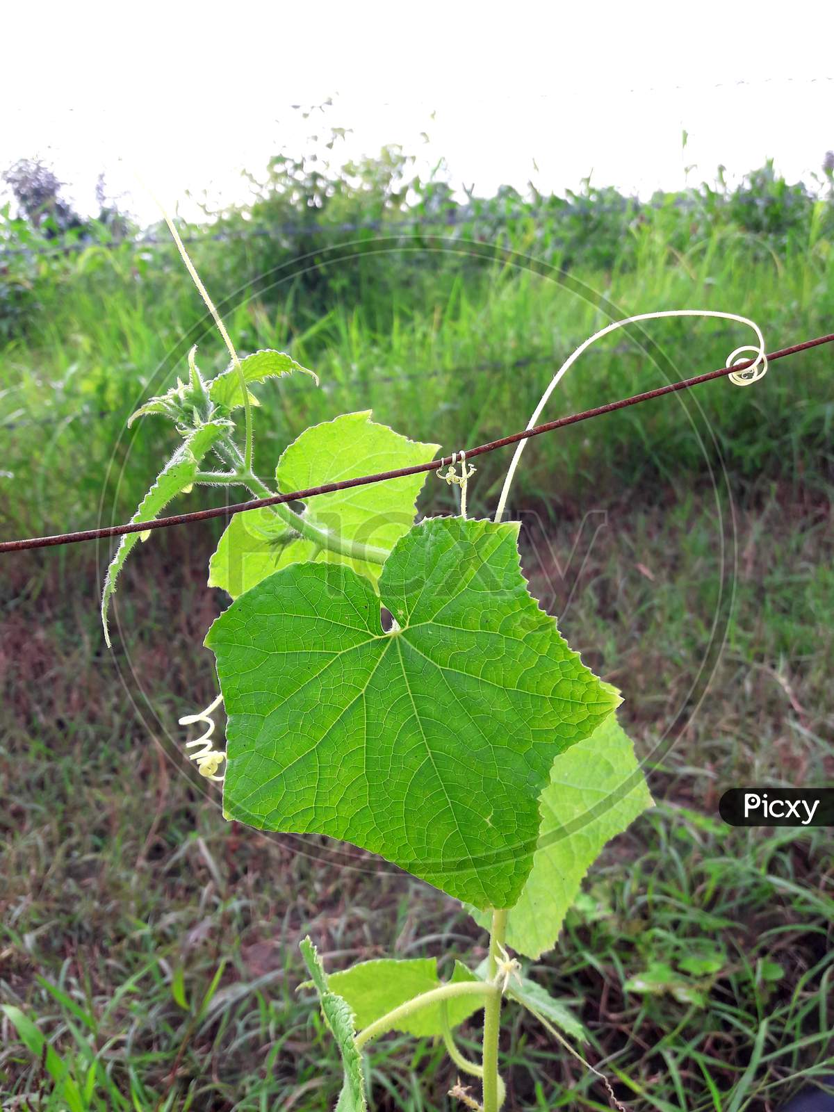 Cucurbitaceae Tendril