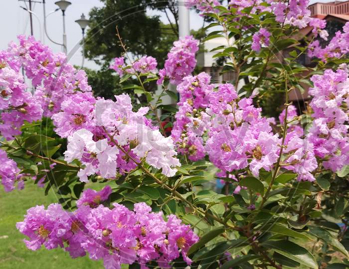 Image of pride of india / jarul flower 4-KE705860-Picxy