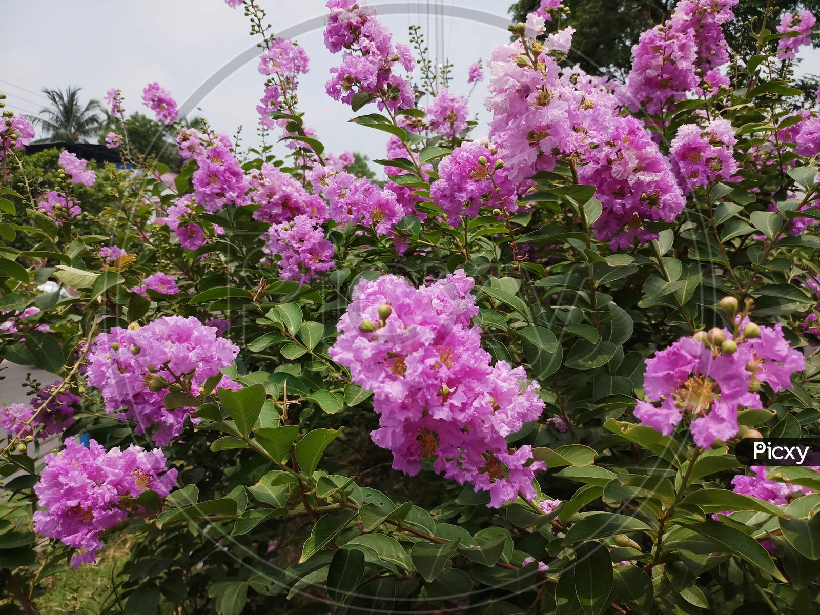 Image of pride of india / jarul flower 4-KE705860-Picxy