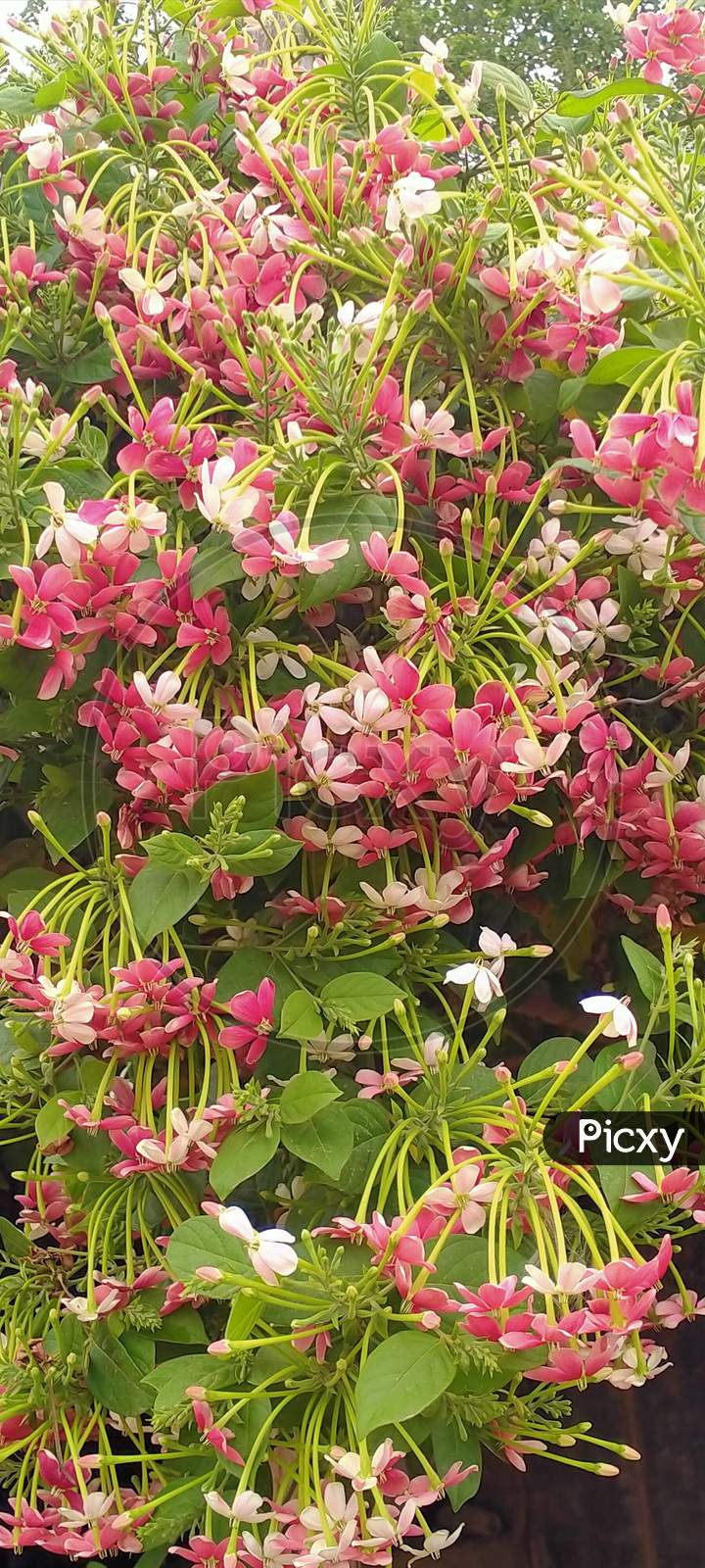 Image of Hemlata flowers-NI339662-Picxy