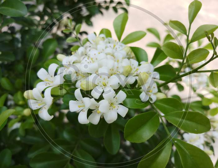 Atteriya Flower