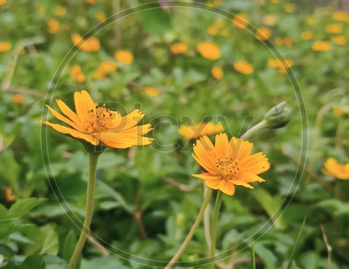 Image of Flower's photo-IZ823340-Picxy