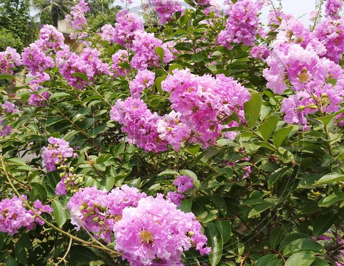 Image of pride of india / jarul flower 4-KE705860-Picxy