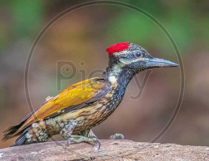 Image of Black rumped flameback-CP215552-Picxy