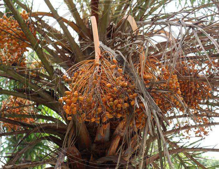 Image of Wild dates tree-HK404302-Picxy