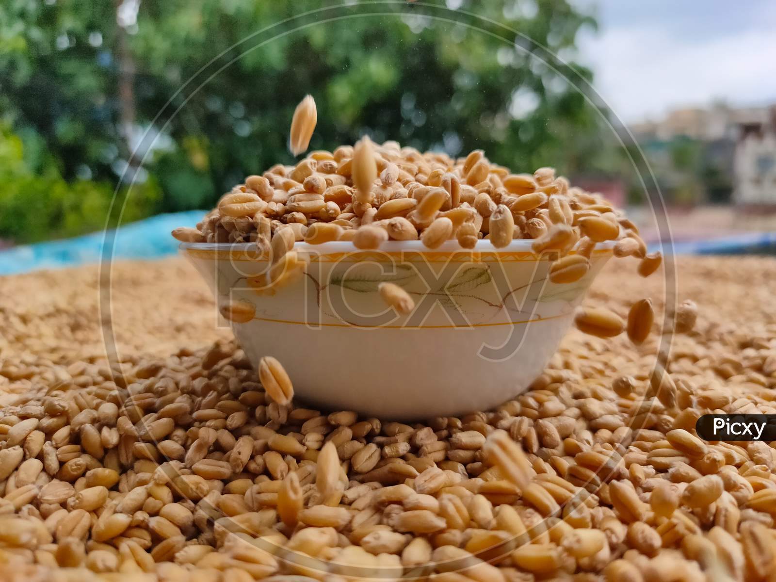 Image of Wheat Grains Kept On Bowl With Lots Or Wheat On Ground Under ...