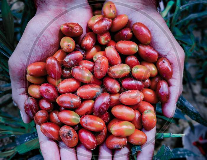 Image of Wild dates tree-HK404302-Picxy