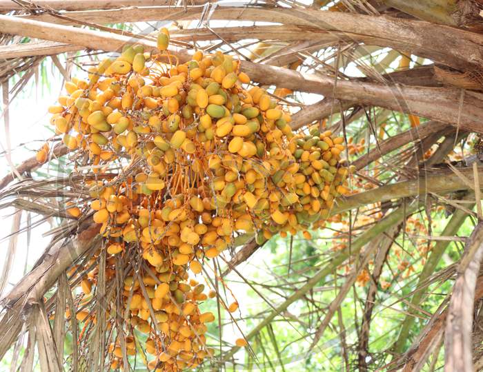 Image of Wild dates tree-HK404302-Picxy