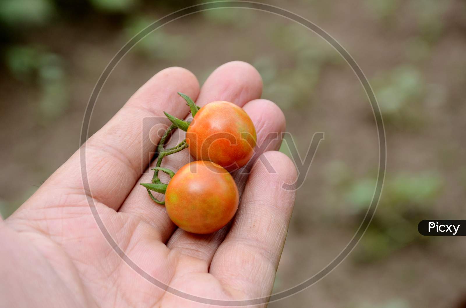 Image of Closeup Red Ripe Tomato Hold Hand Over Out Of Focus Green ...