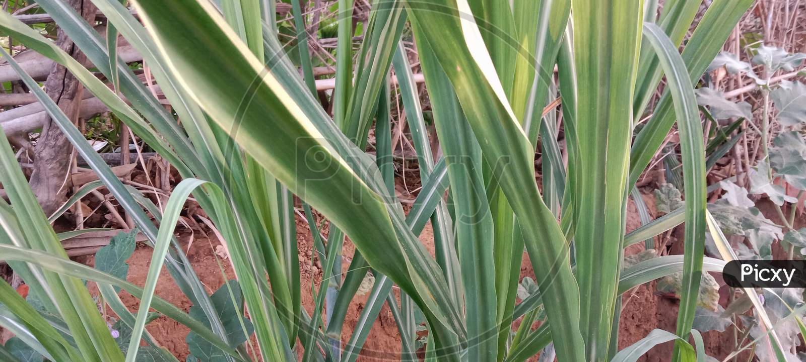 Image of Ganna-SG195460-Picxy