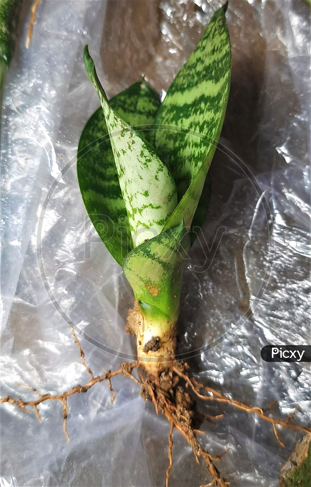Image of Beautiful plant African Bowstring hemp-TN514088-Picxy