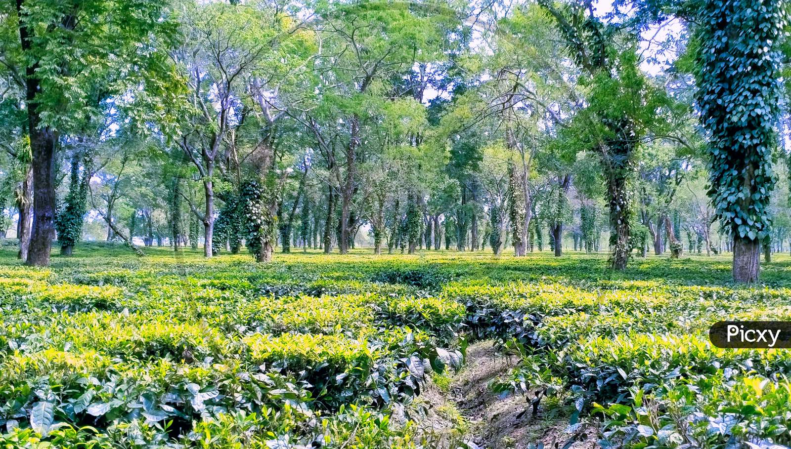 Image of Tea garden of Assam-ZJ983805-Picxy