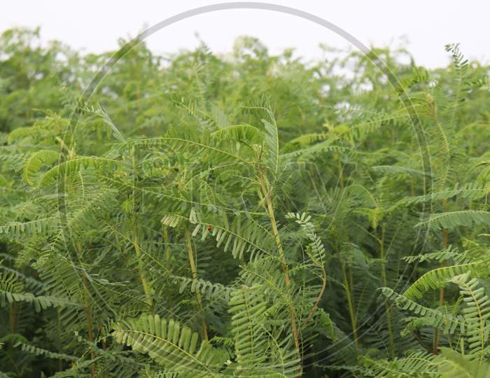 Image of Green Colored Dhaincha Tree Plant-FW870799-Picxy