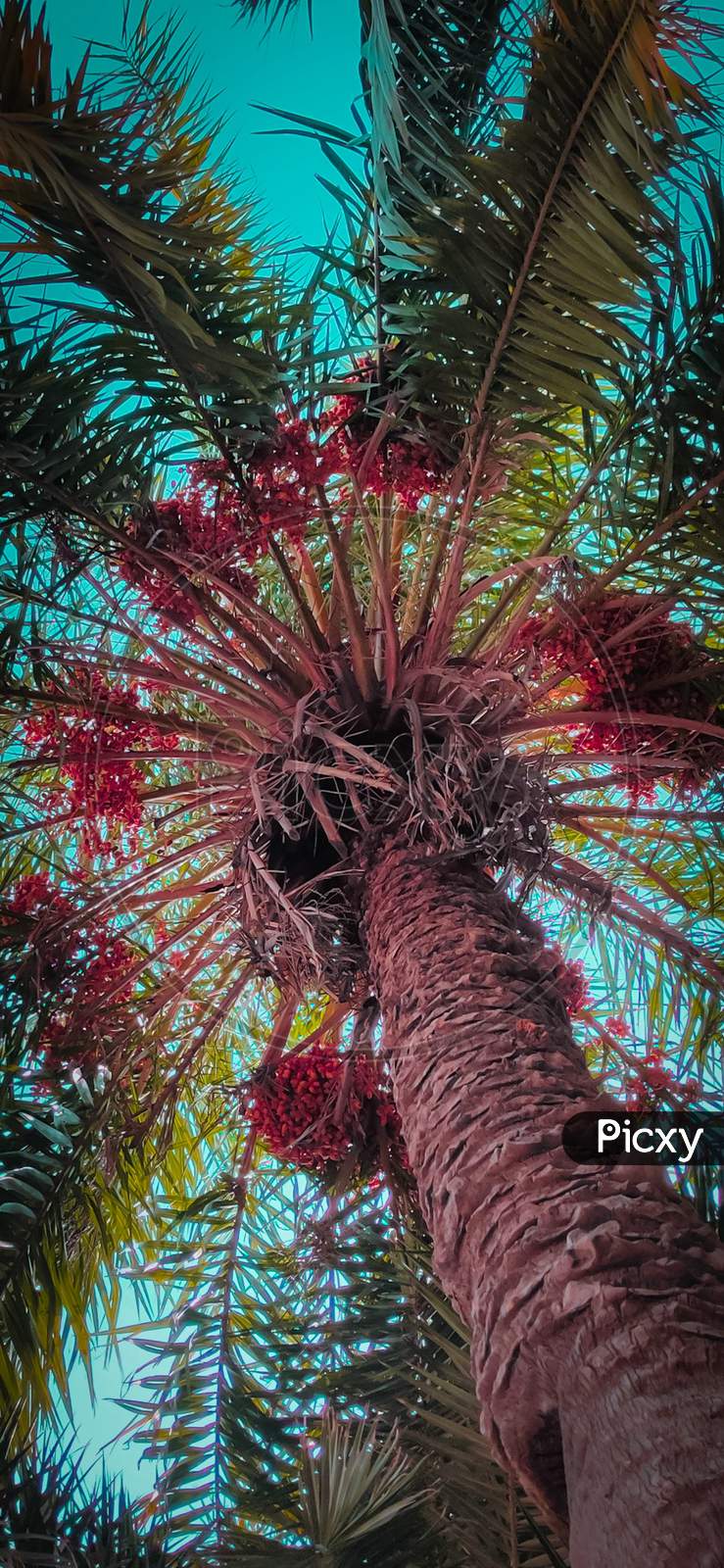 Image of Wild dates tree-HK404302-Picxy