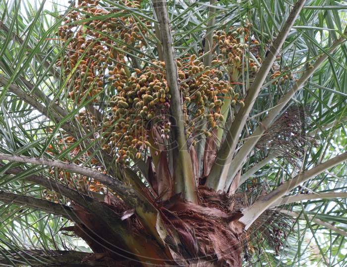 Image of Wild dates tree-HK404302-Picxy