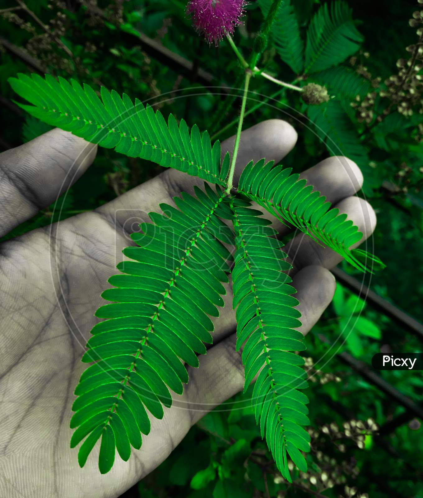 Image of Mimosa - Touch me not plant-OK181163-Picxy