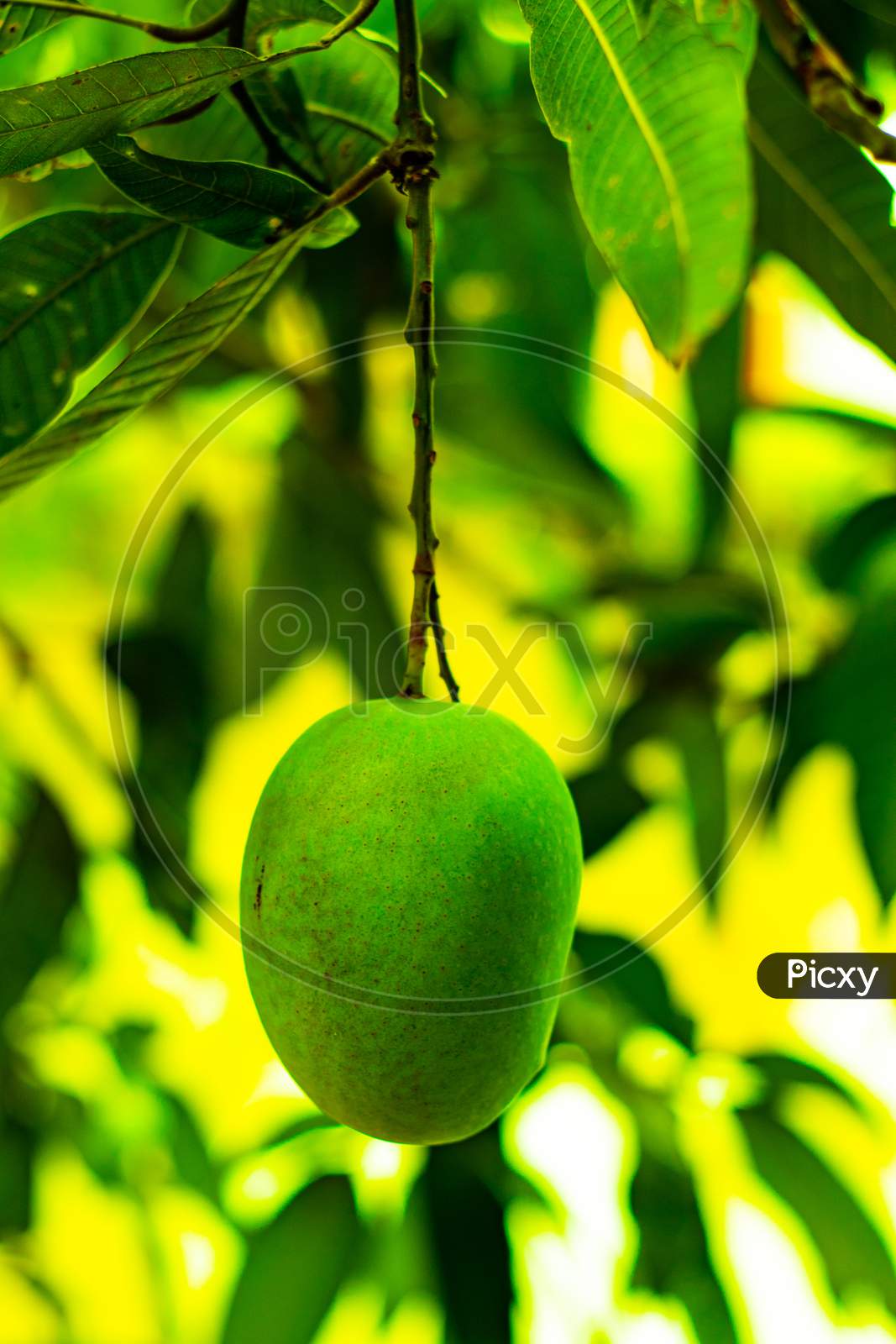 Image of A Beautyful Raw Mango.It Has Come Frome Mangifera Indica ...