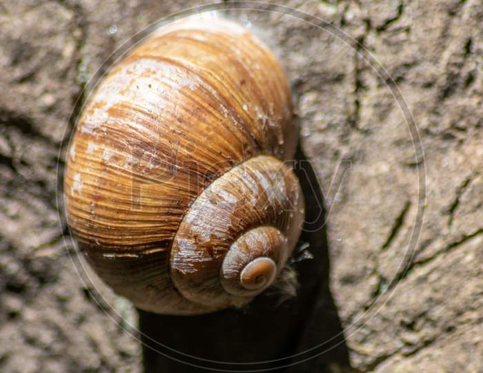 Image of Encapsulated large garden snail, escargot or grapevine snail ...