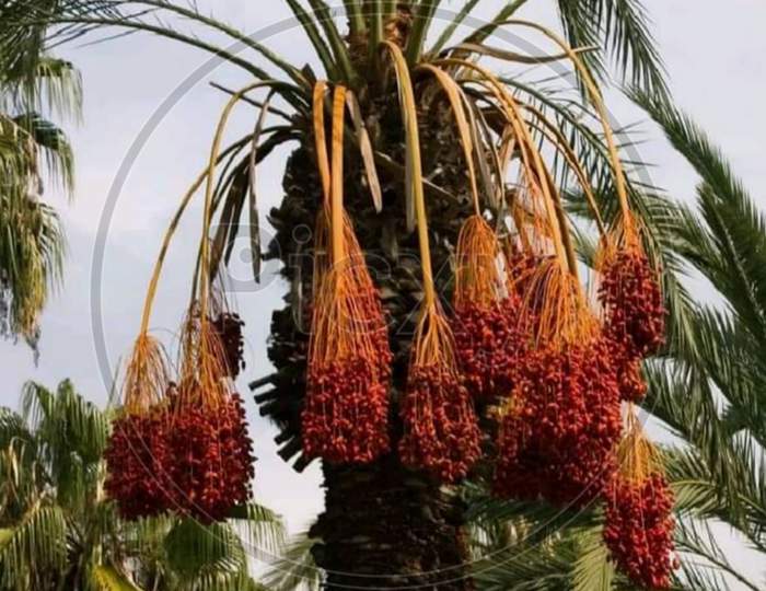 Image of Khajoor Fruit Plant-DM914616-Picxy